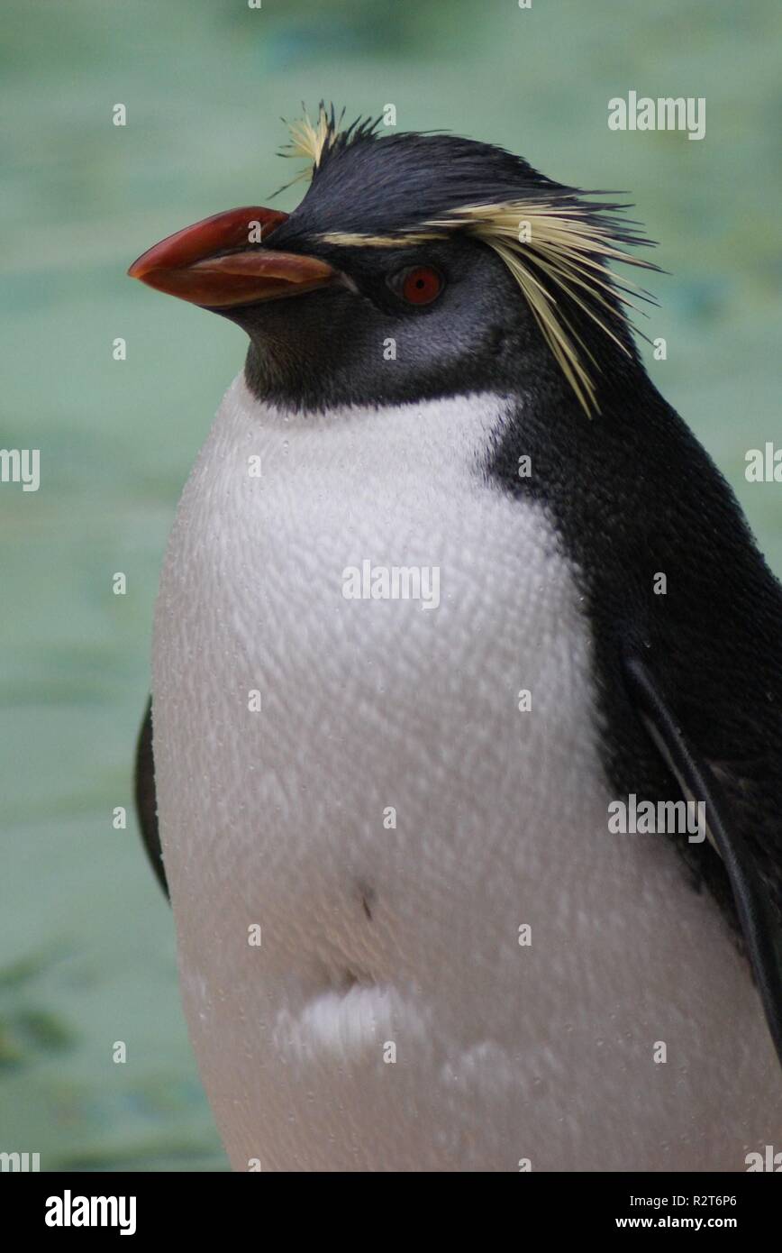 Eastern rockhopper penguin hi-res stock photography and images - Alamy