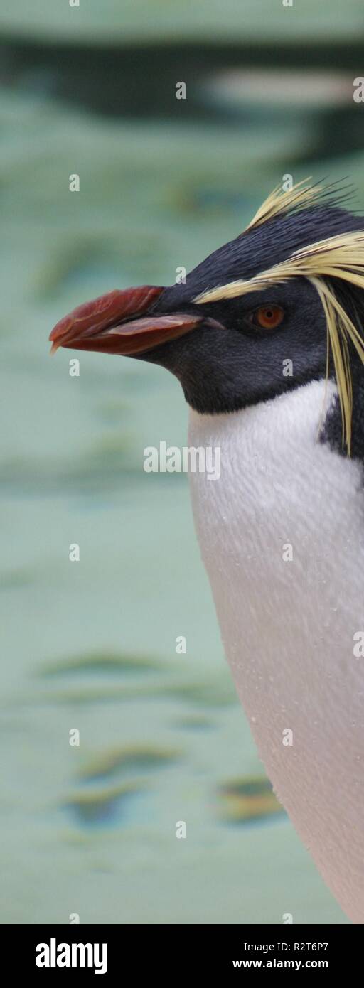 Eastern rockhopper penguin hi-res stock photography and images - Alamy