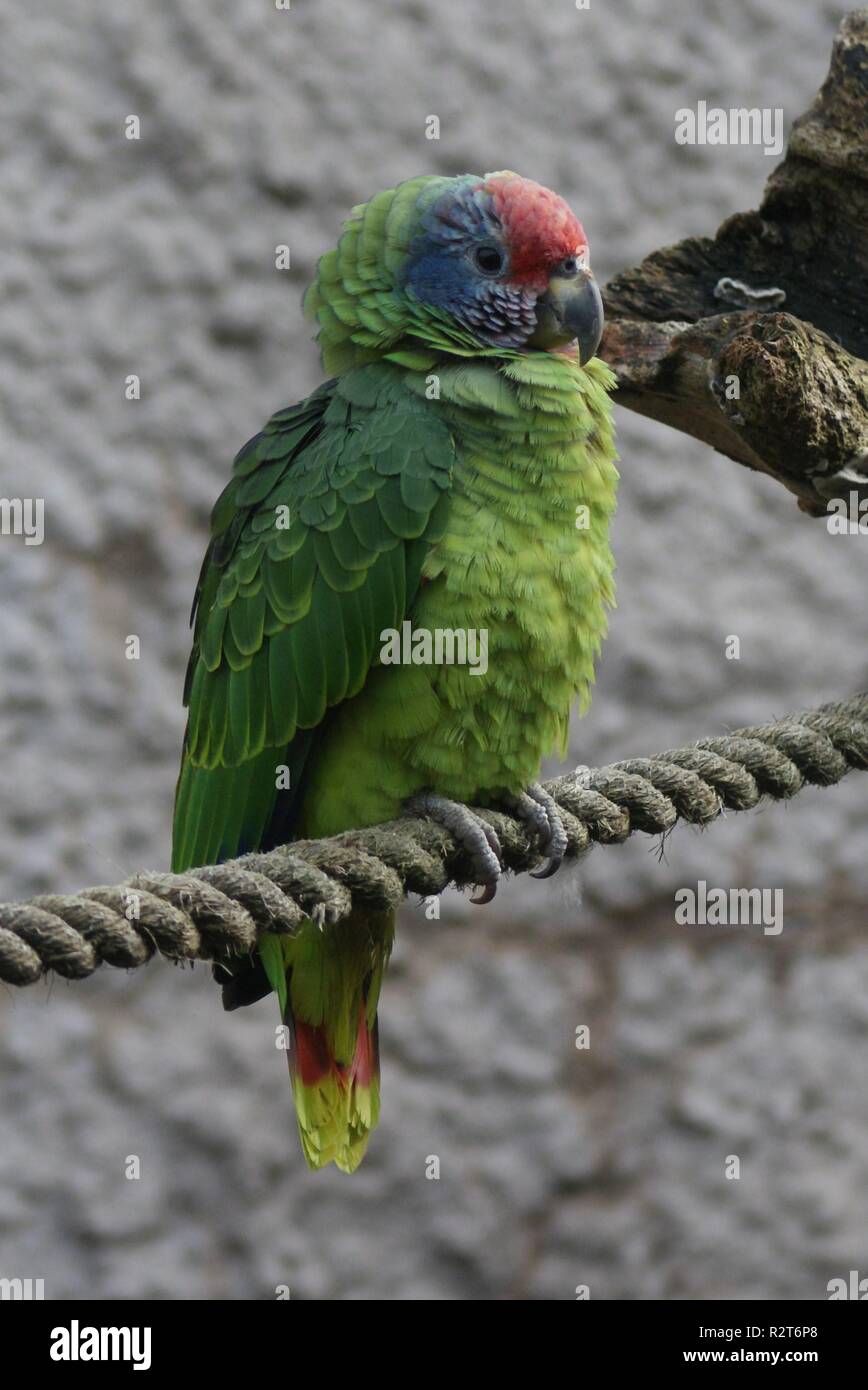 Red tailed amazon parrot amazona brasiliens hi-res stock photography ...