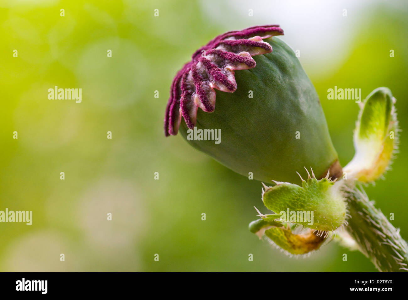 poppy seed head Stock Photo - Alamy