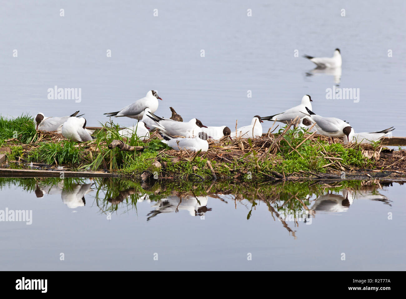 Resting inland gulls hi-res stock photography and images - Alamy
