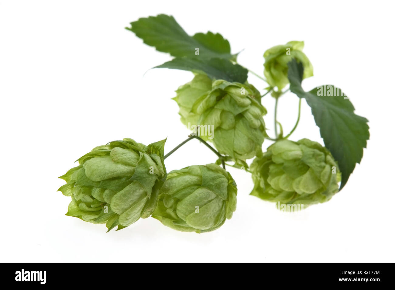 Hopplant High Resolution Stock Photography and Images - Alamy