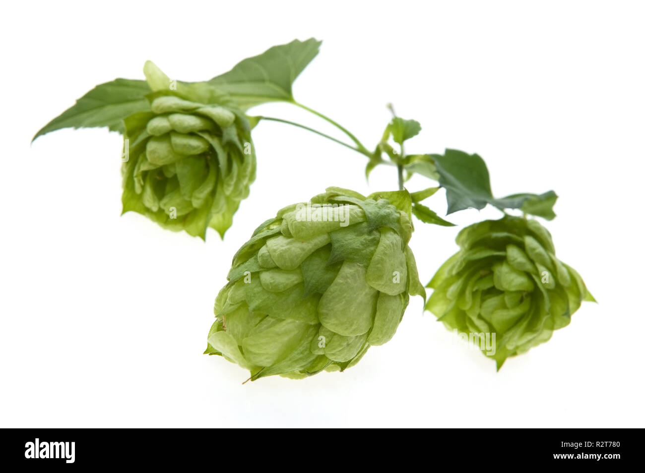Hopplant High Resolution Stock Photography and Images - Alamy