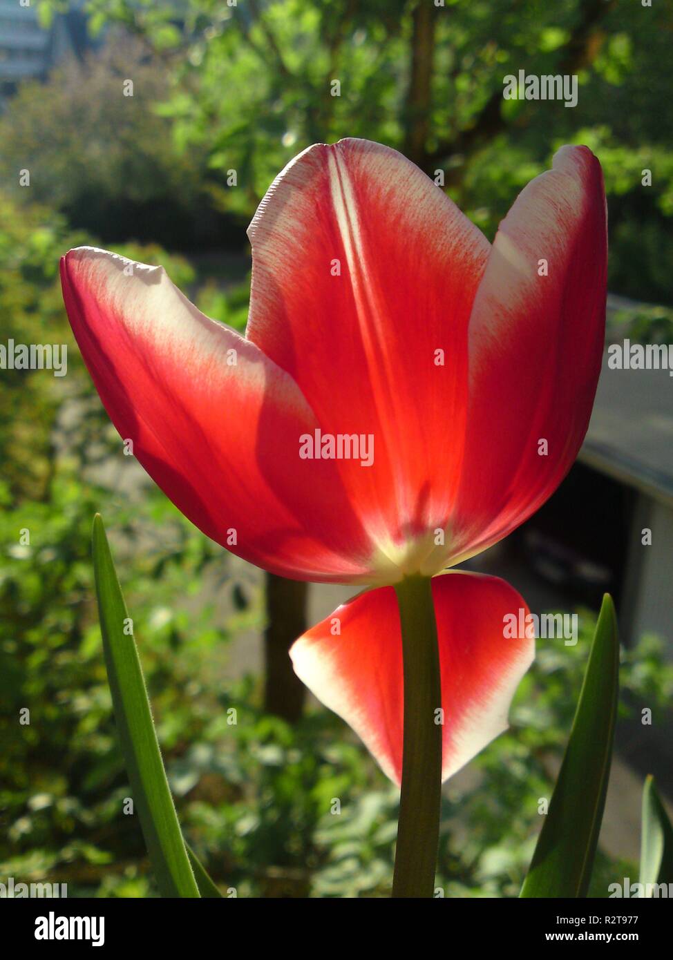 open tulips in sunlight Stock Photo - Alamy