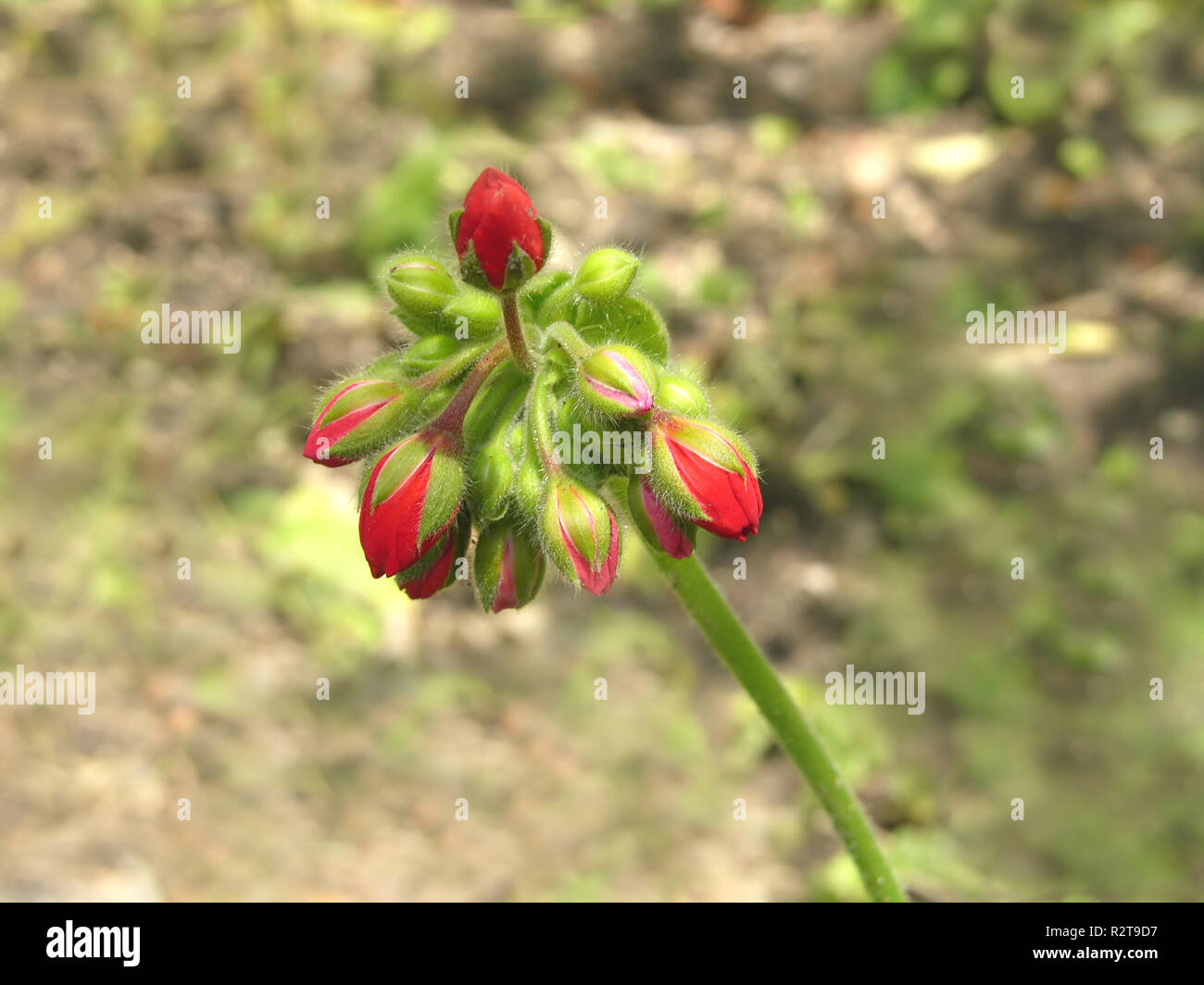 red geranium flower buds a Stock Photo - Alamy
