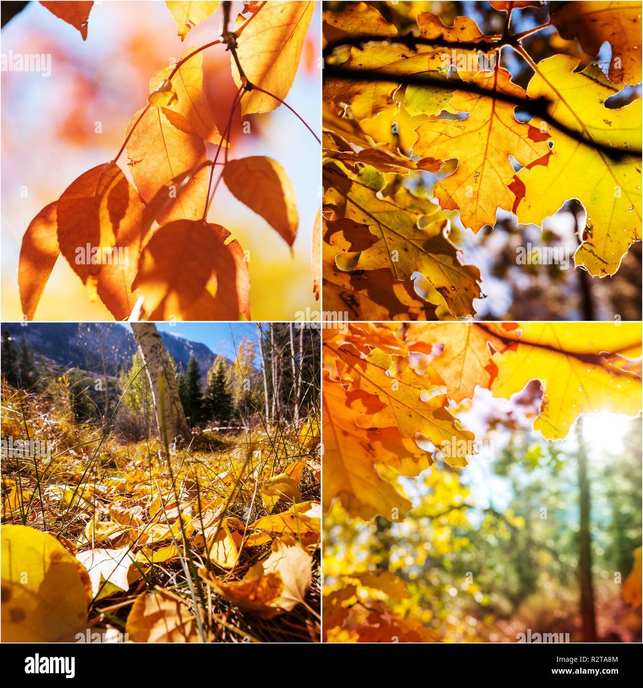 Orange and Yellow Autumn collage Stock Photo - Alamy
