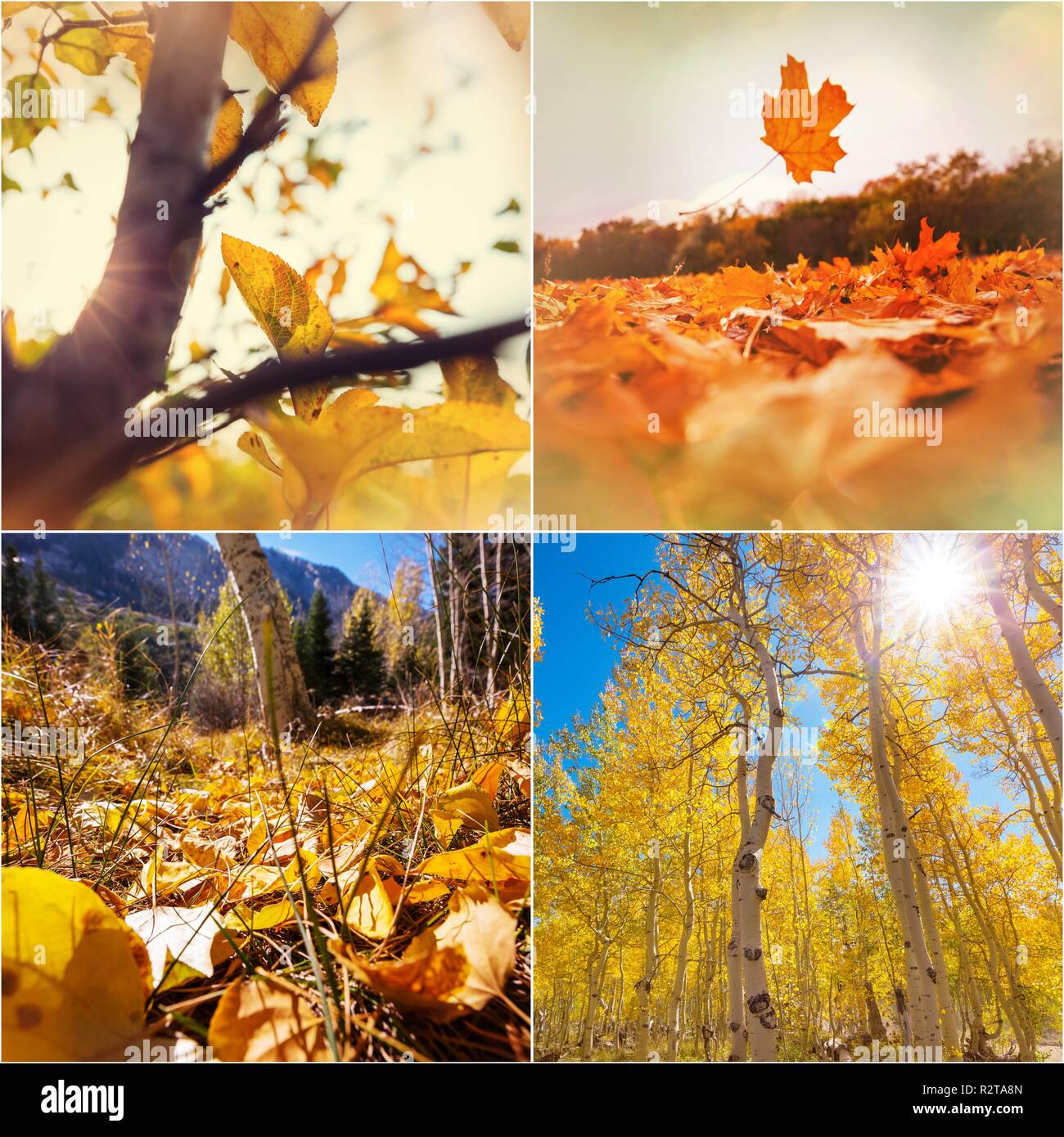 Orange and Yellow Autumn collage Stock Photo - Alamy