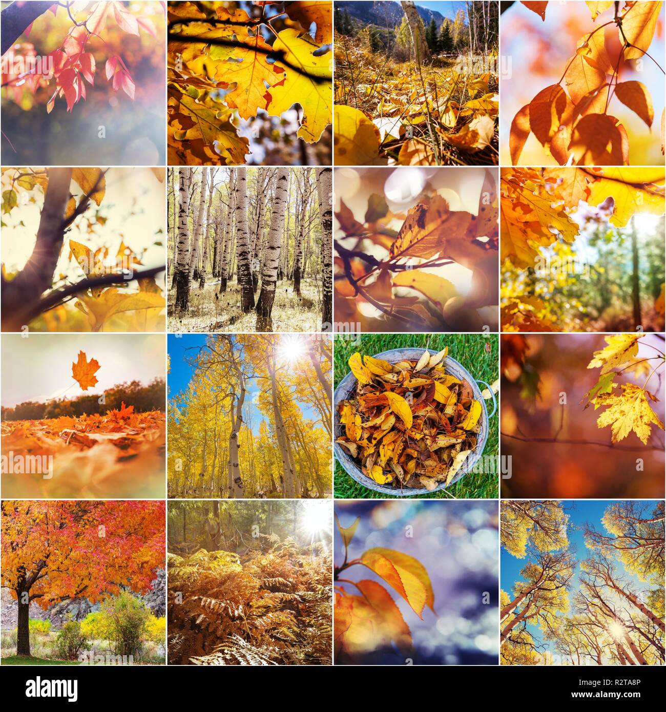 Orange and Yellow Autumn collage Stock Photo - Alamy