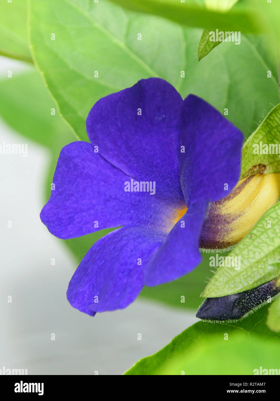 Blumenfoto hi-res stock photography and images - Alamy