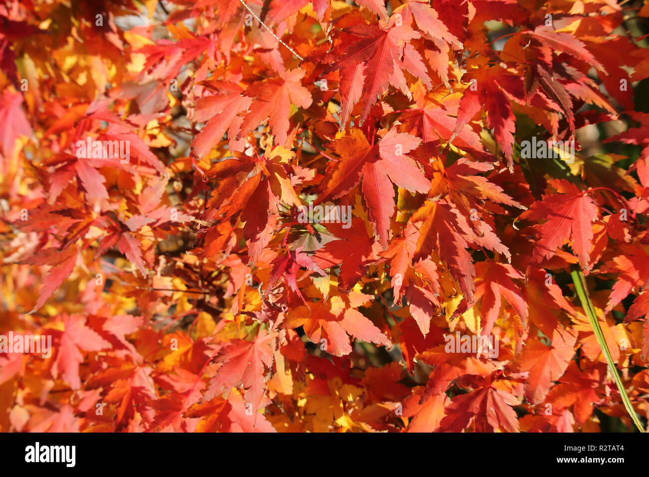 Acer Red Pygmy, Acer Palmatum Japanese Maple Stock Photo - Alamy