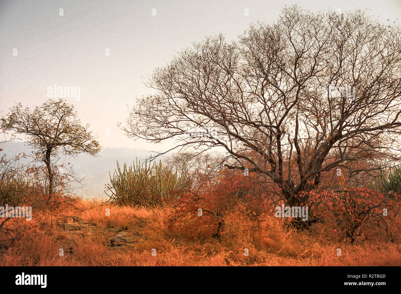 Sunrise ranthambore national park hi-res stock photography and images ...