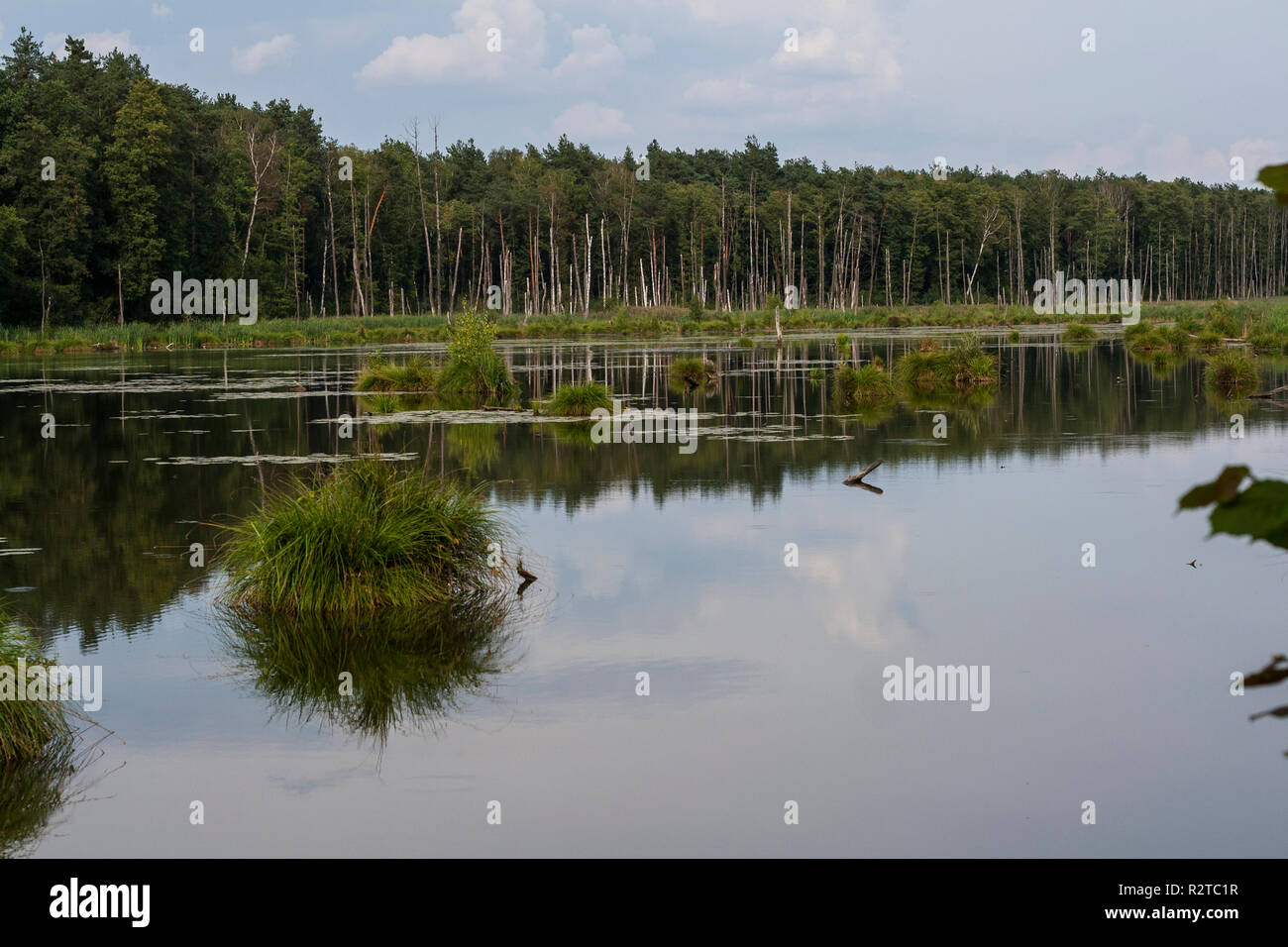 Backwater swamp hi-res stock photography and images - Alamy