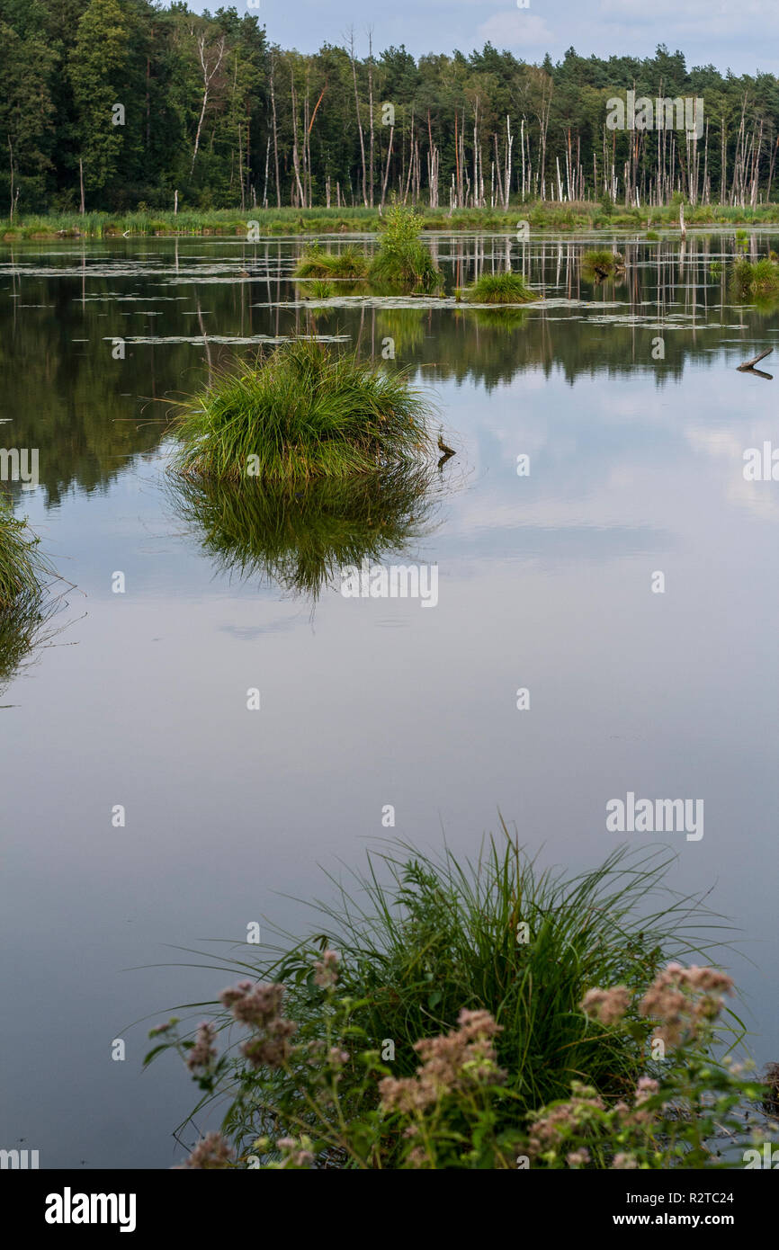 Backwater greenery hi-res stock photography and images - Alamy