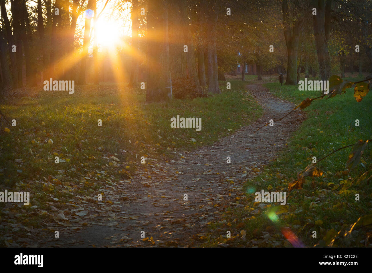 Sun illuminating trees hi-res stock photography and images - Alamy