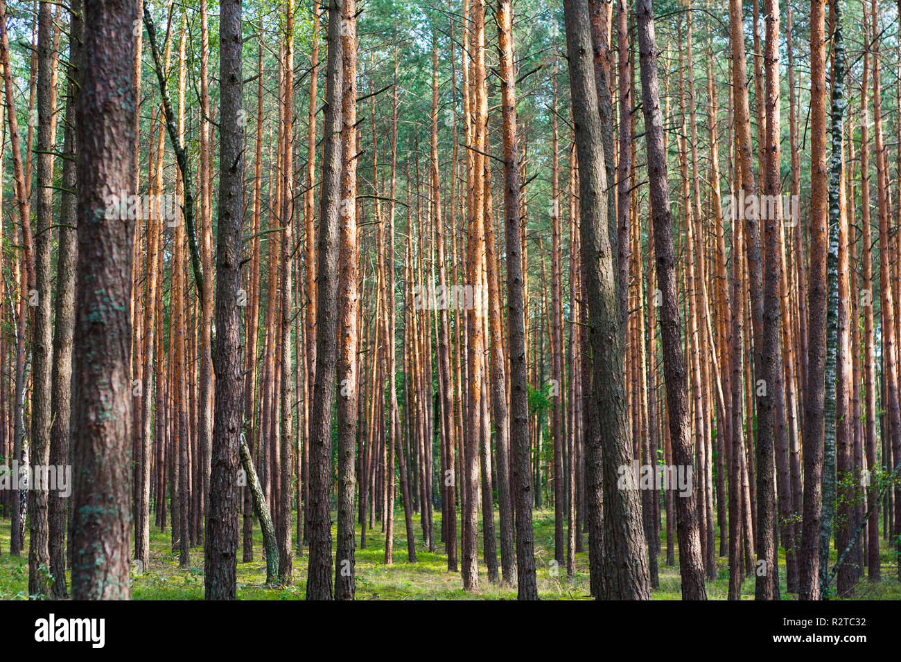 Many trunks hi-res stock photography and images - Alamy