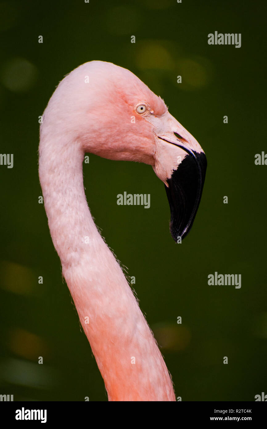 Side view of Flamingo head and neck with green background Stock Photo ...