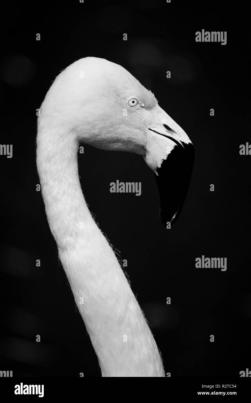 Side view of Flamingo head and neck, black and white picture with high ...