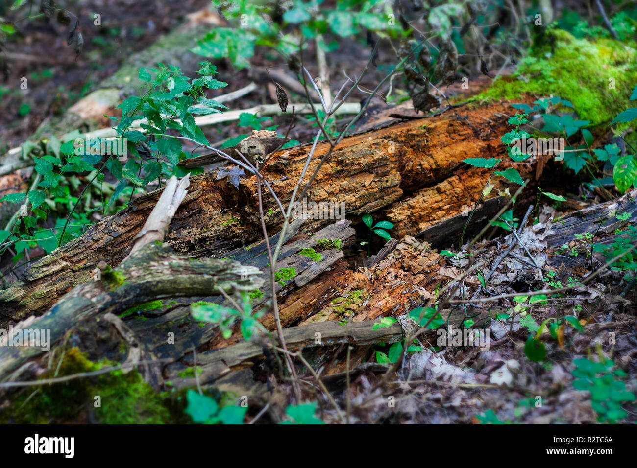 Bosque duff hi-res stock photography and images - Alamy