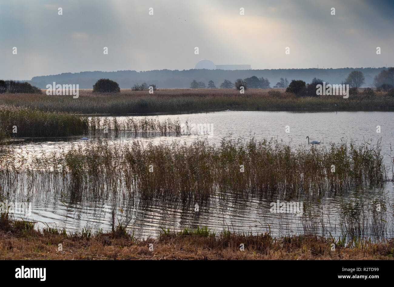 Minsmere reserve birds hi-res stock photography and images - Alamy