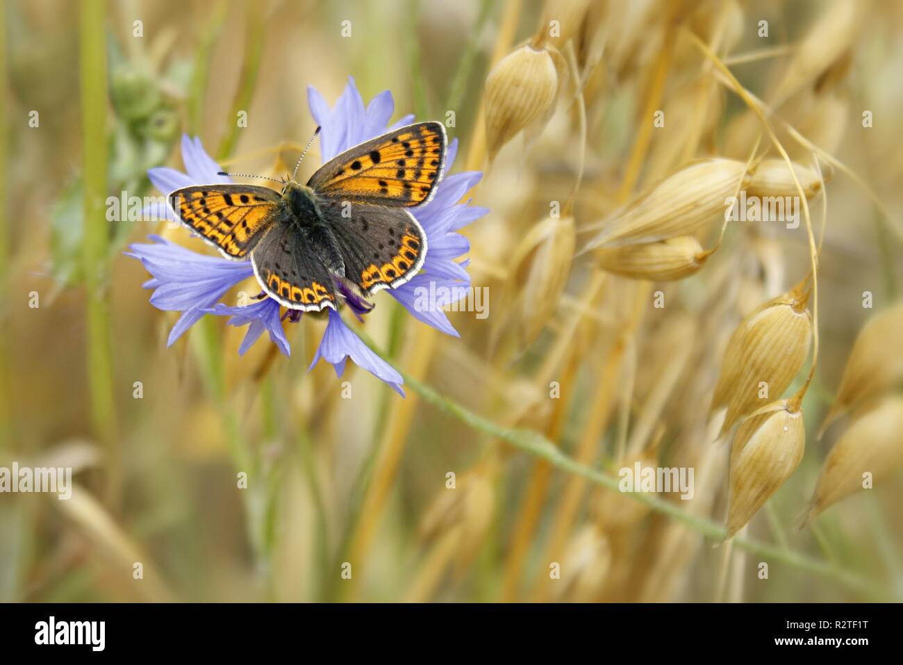 Male small copper butterfly hi-res stock photography and images - Alamy