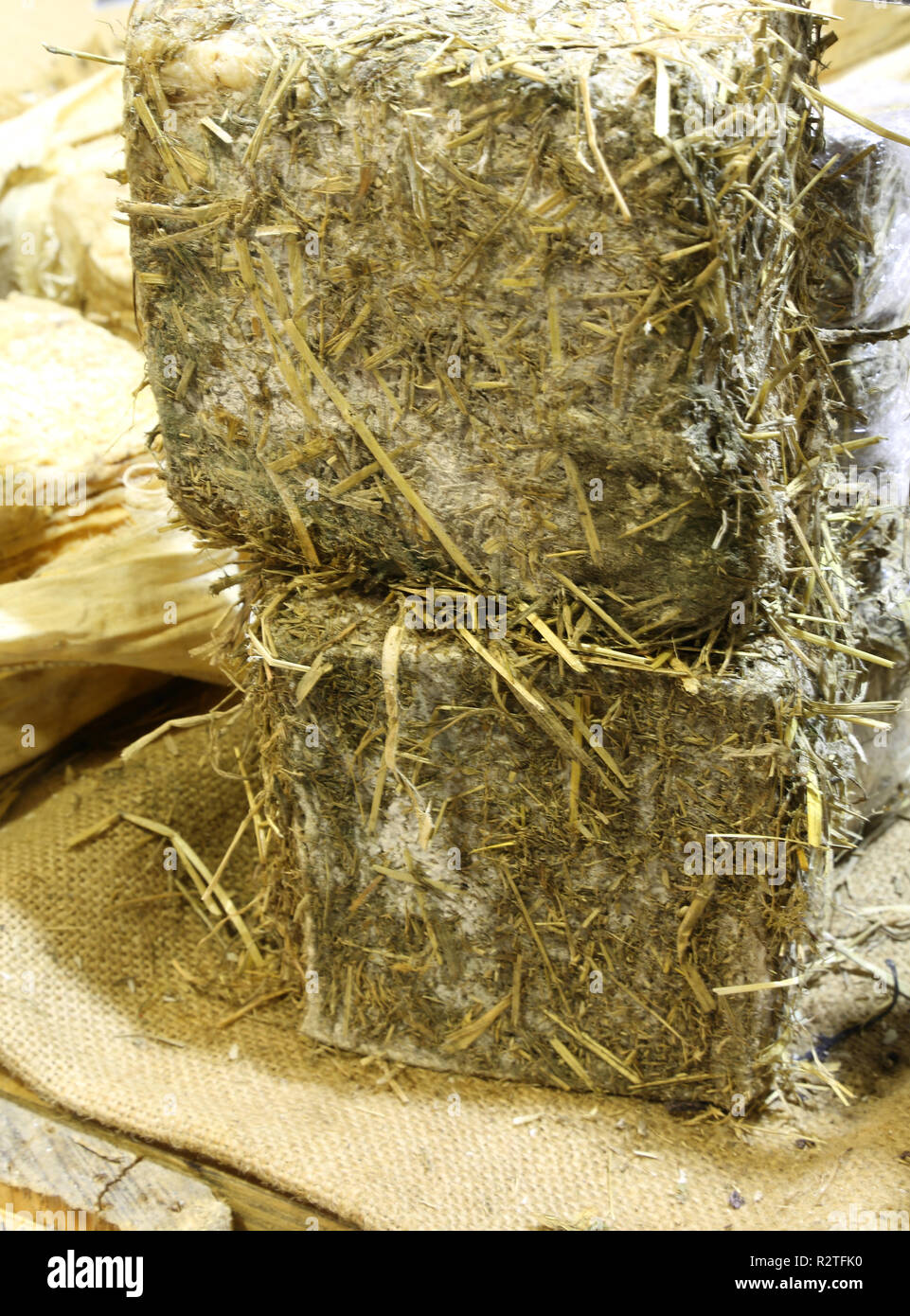 aged cheese covered with straw and aged hay inside a wet cave Stock ...