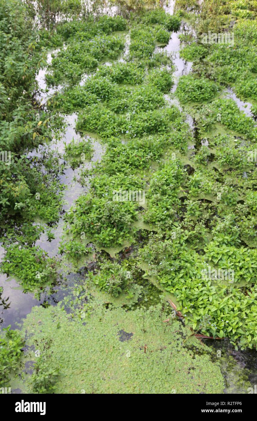 pure spring water from the pool with many aquatic plants Stock Photo ...