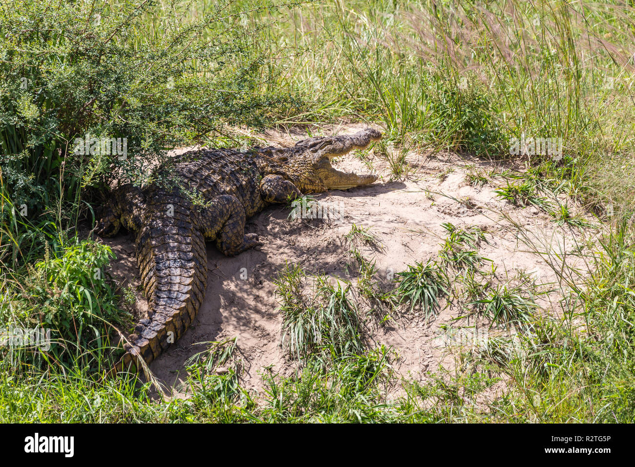 Tanzania crocodile animal african hi-res stock photography and images ...
