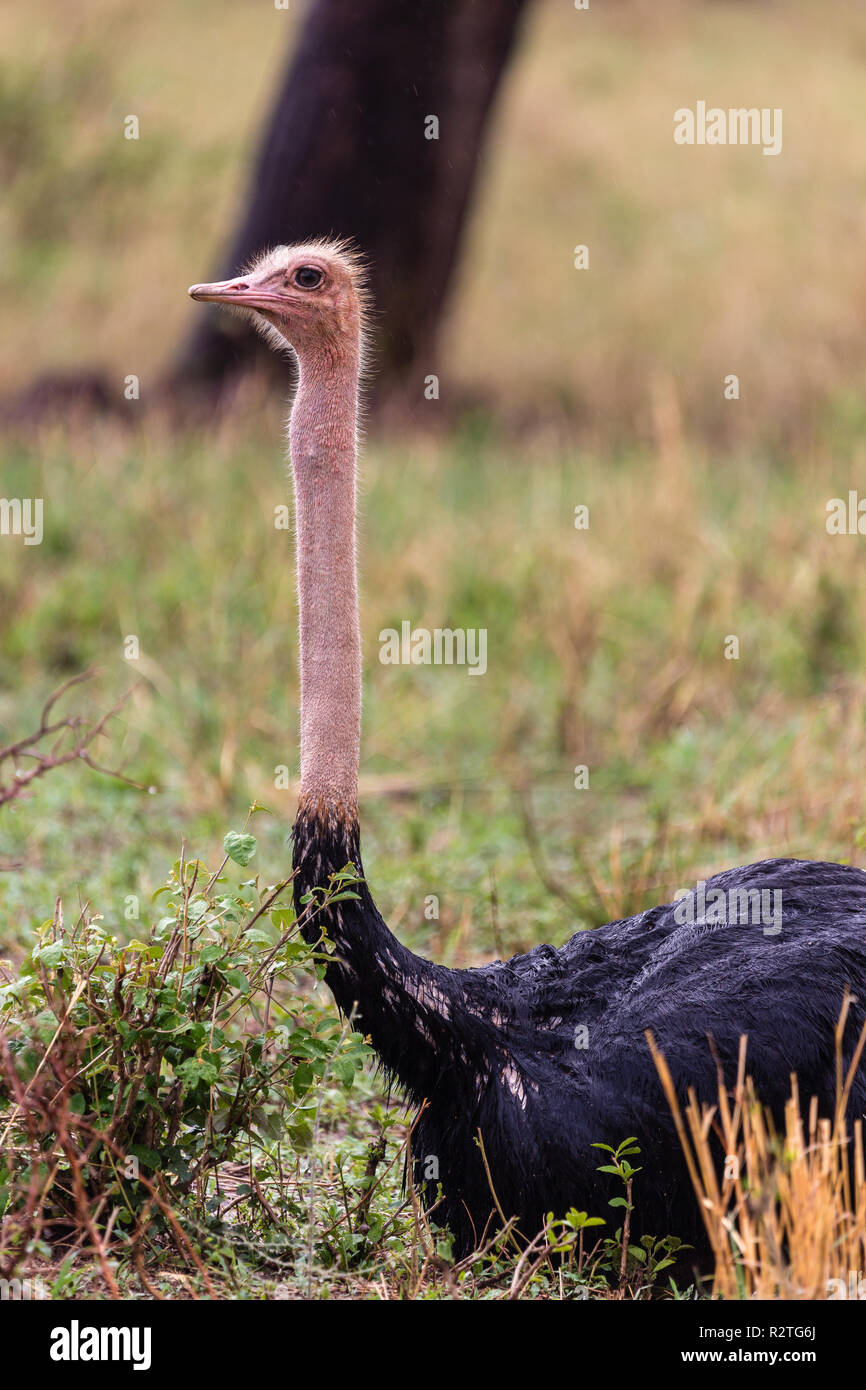 Ostrich looks on in the Serengeti Stock Photo - Alamy