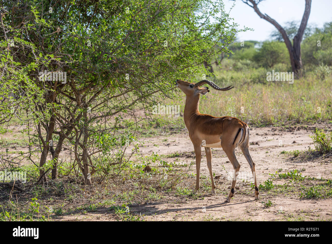 Serengeti gazelle hi-res stock photography and images - Alamy