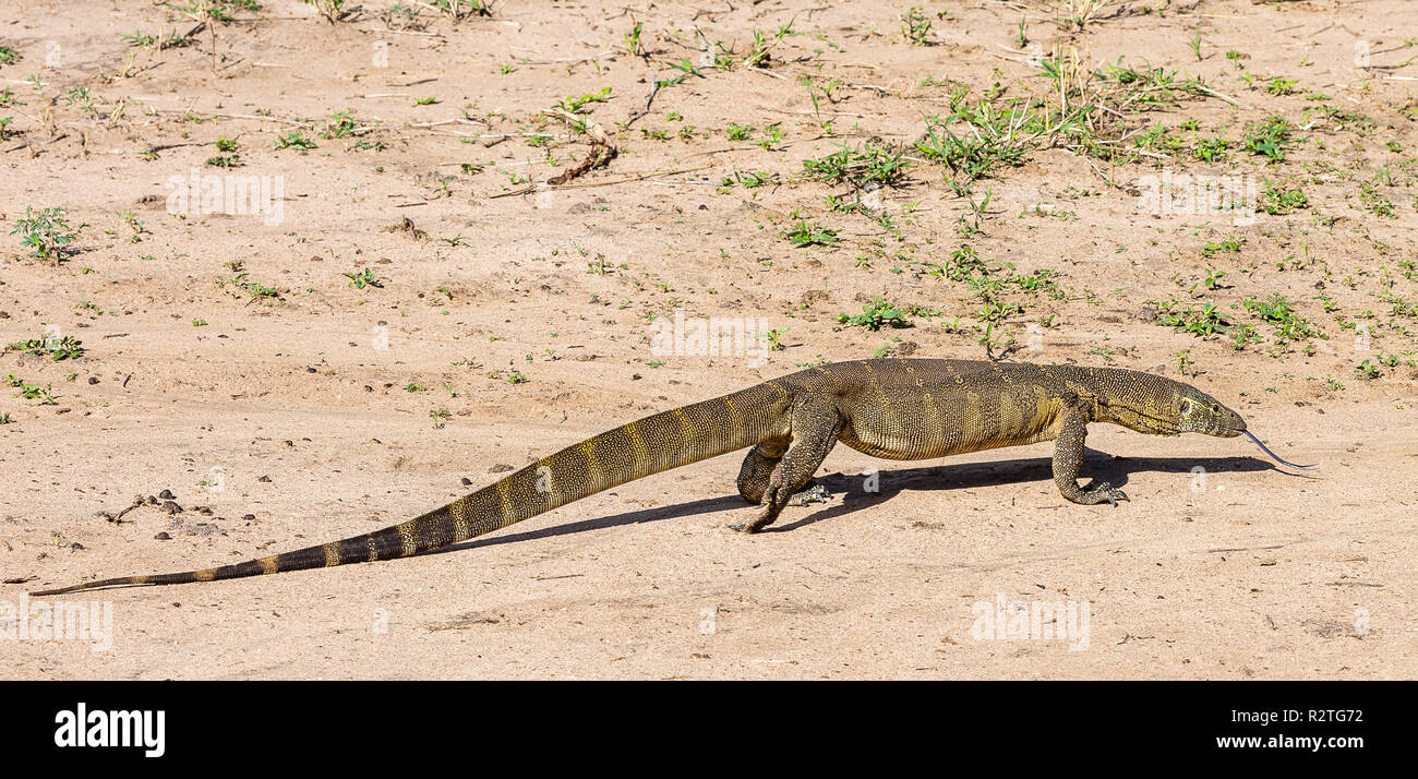 Monitor Lizard in Serengeti Stock Photo - Alamy