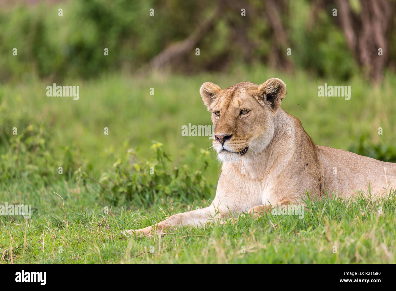 Animals of ngorongoro crater hi-res stock photography and images - Alamy