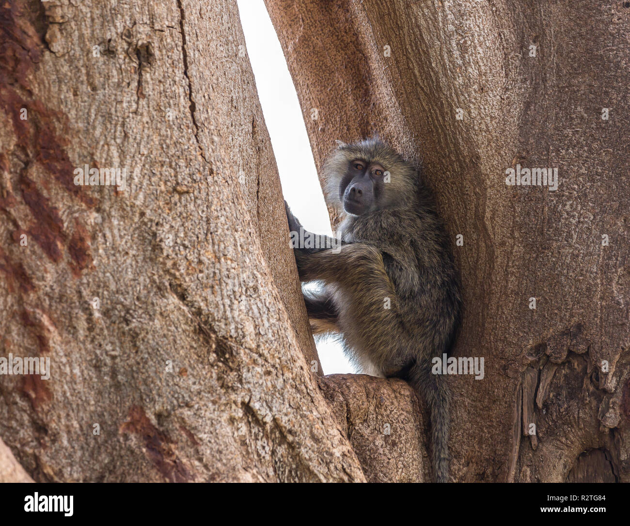 Baboon in tree Stock Photo - Alamy