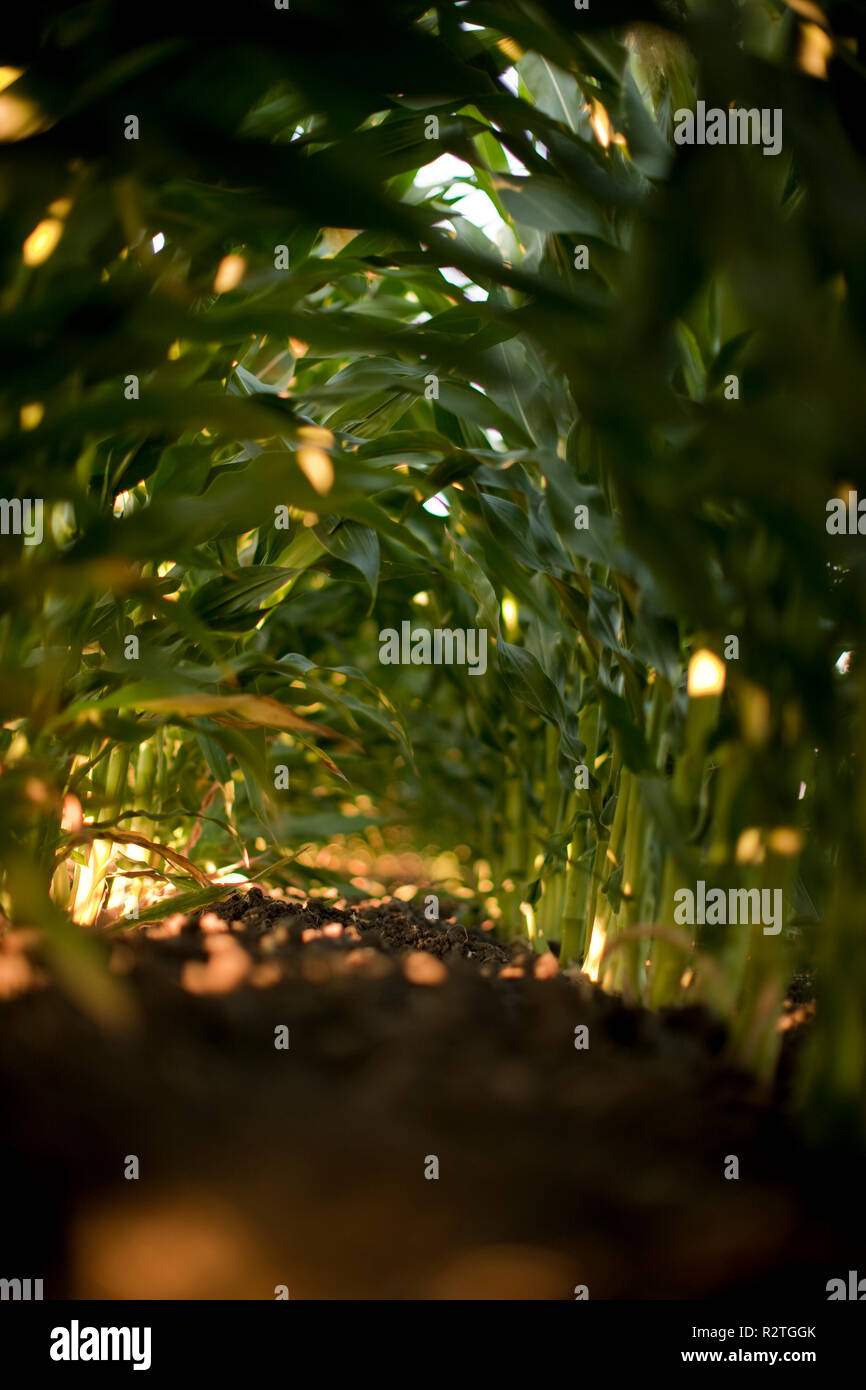 Plants in a garden forming a tunnel Stock Photo - Alamy