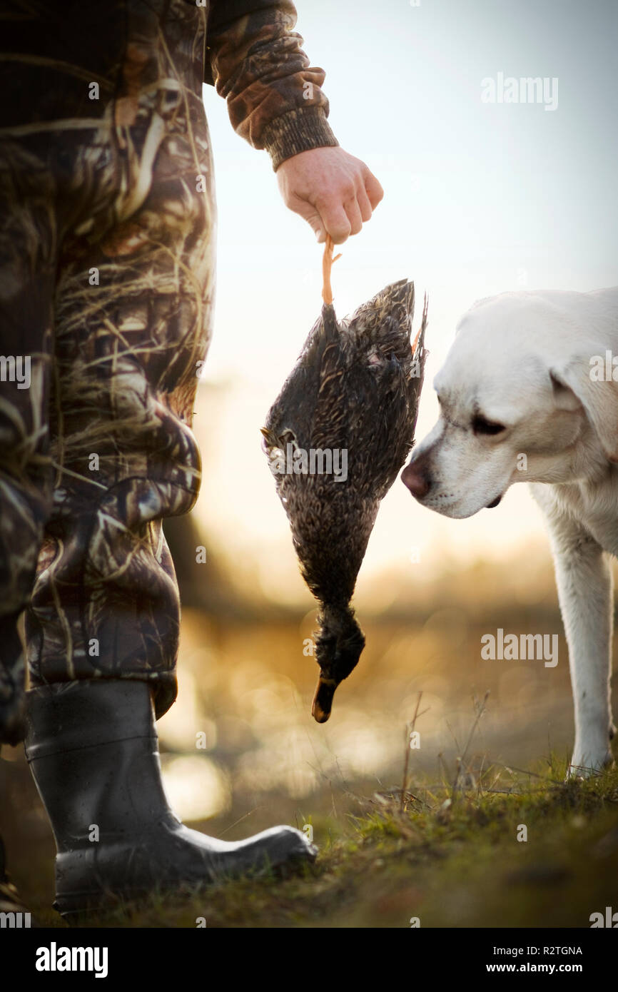 1 dog and duck hi-res stock photography and images - Alamy