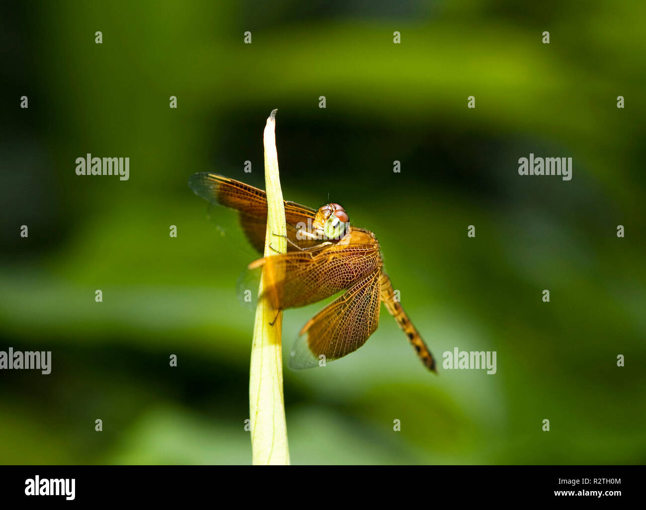 Helicopter Damselfly High Resolution Stock Photography and Images - Alamy