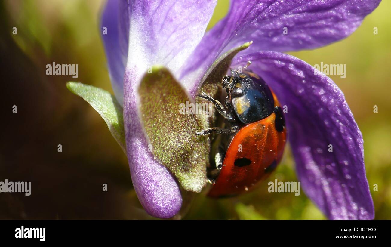 Hidden ladybug hi-res stock photography and images - Alamy