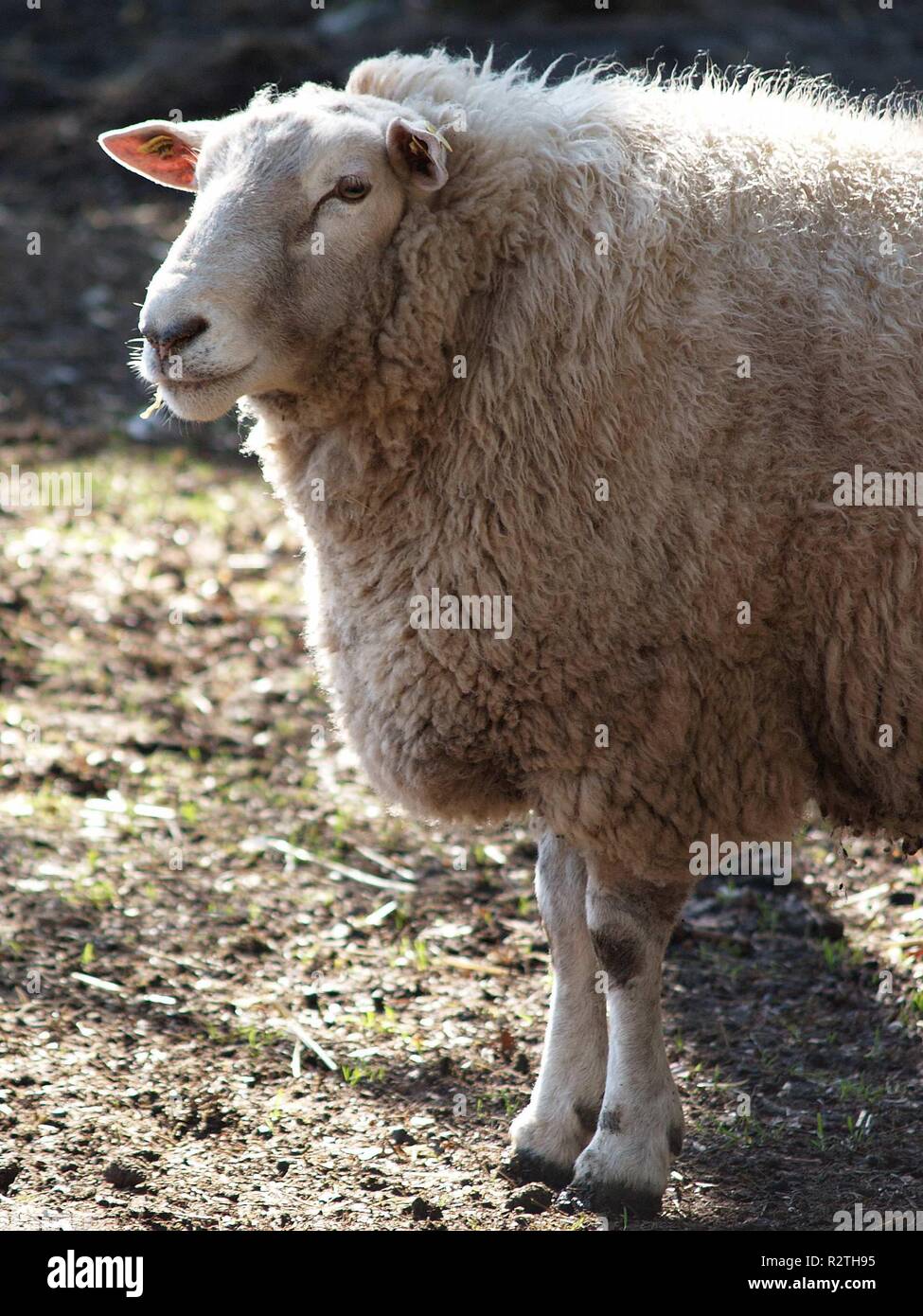 Scahf hi-res stock photography and images - Alamy