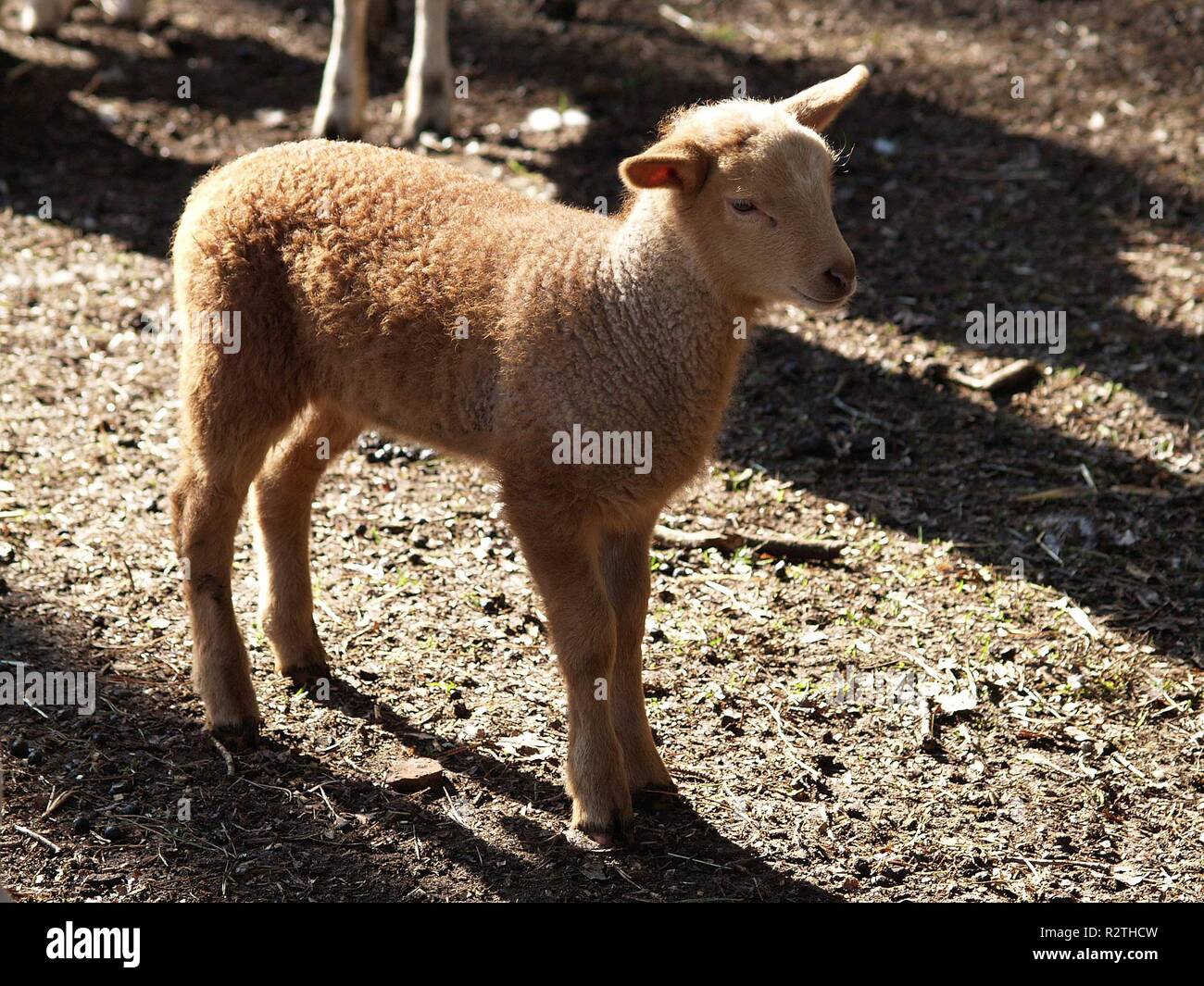 Osterla mmchen hi-res stock photography and images - Alamy