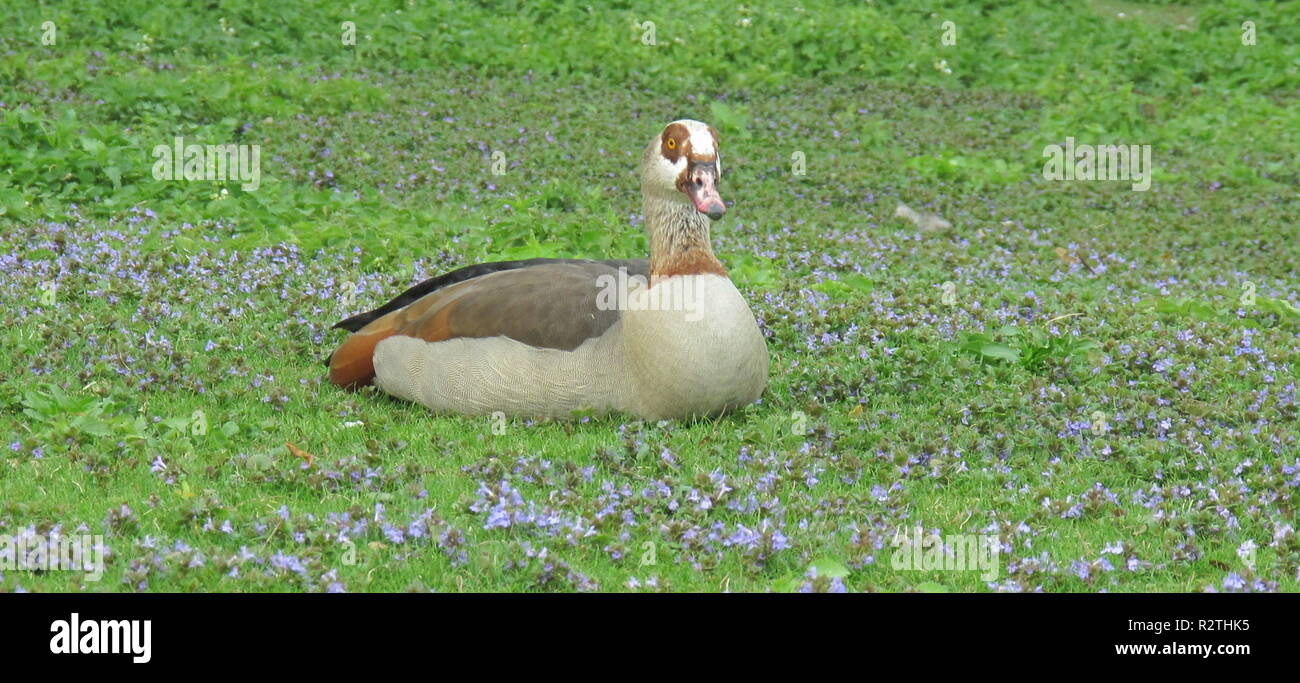 duck in the green zone Stock Photo - Alamy