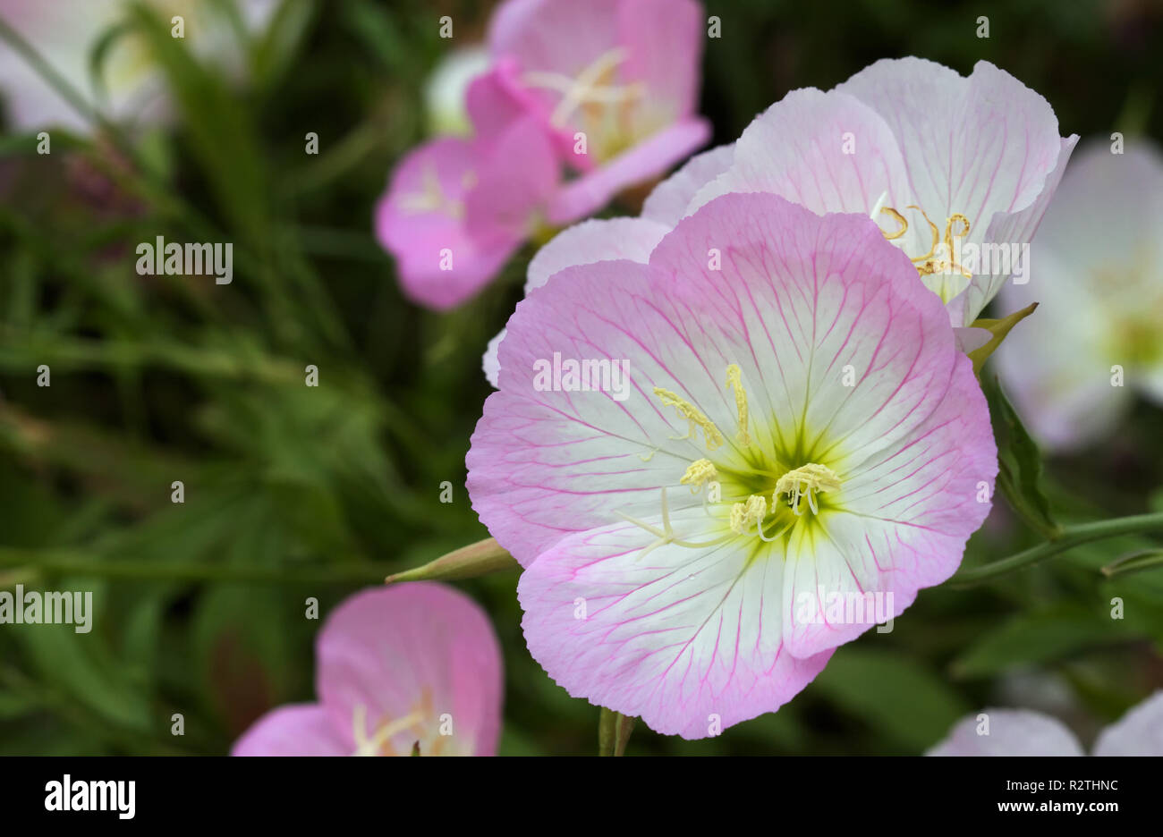 Common evening primrose evening primrose leaf hi-res stock photography ...