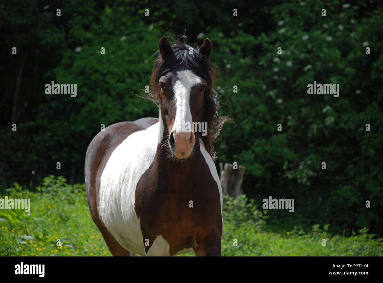 Lewitzer pony hi-res stock photography and images - Alamy