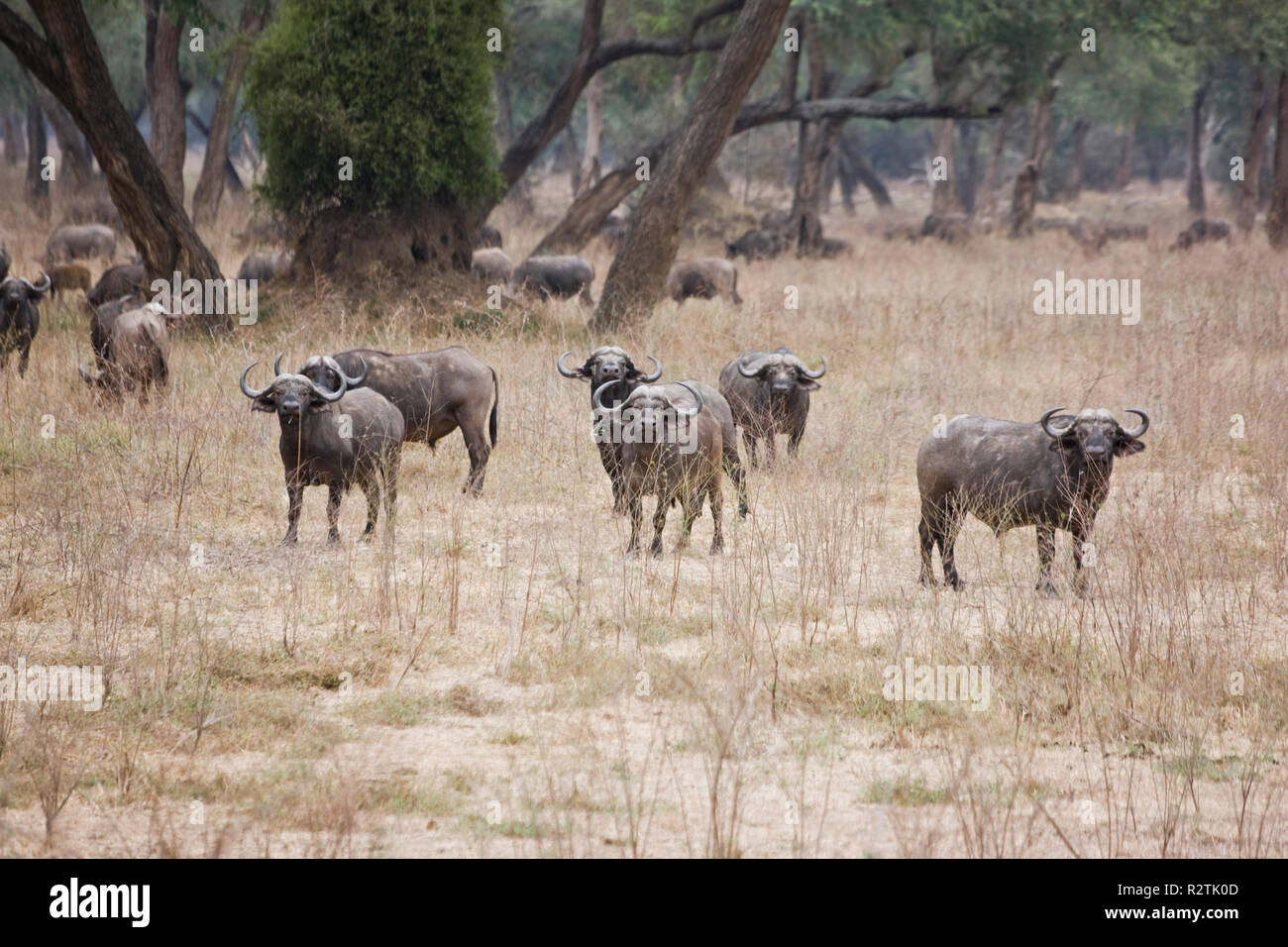 Buffalo standing in the bush Stock Photo - Alamy