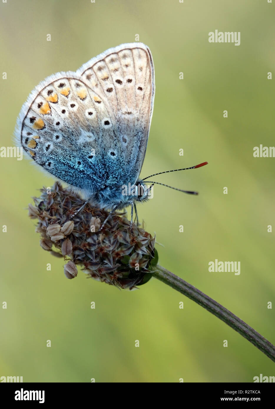 Little blue butterfly moth sitting hi-res stock photography and images ...