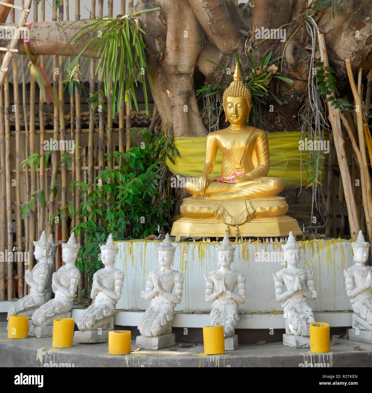 Buddha statue under bodhi tree hi-res stock photography and images - Alamy
