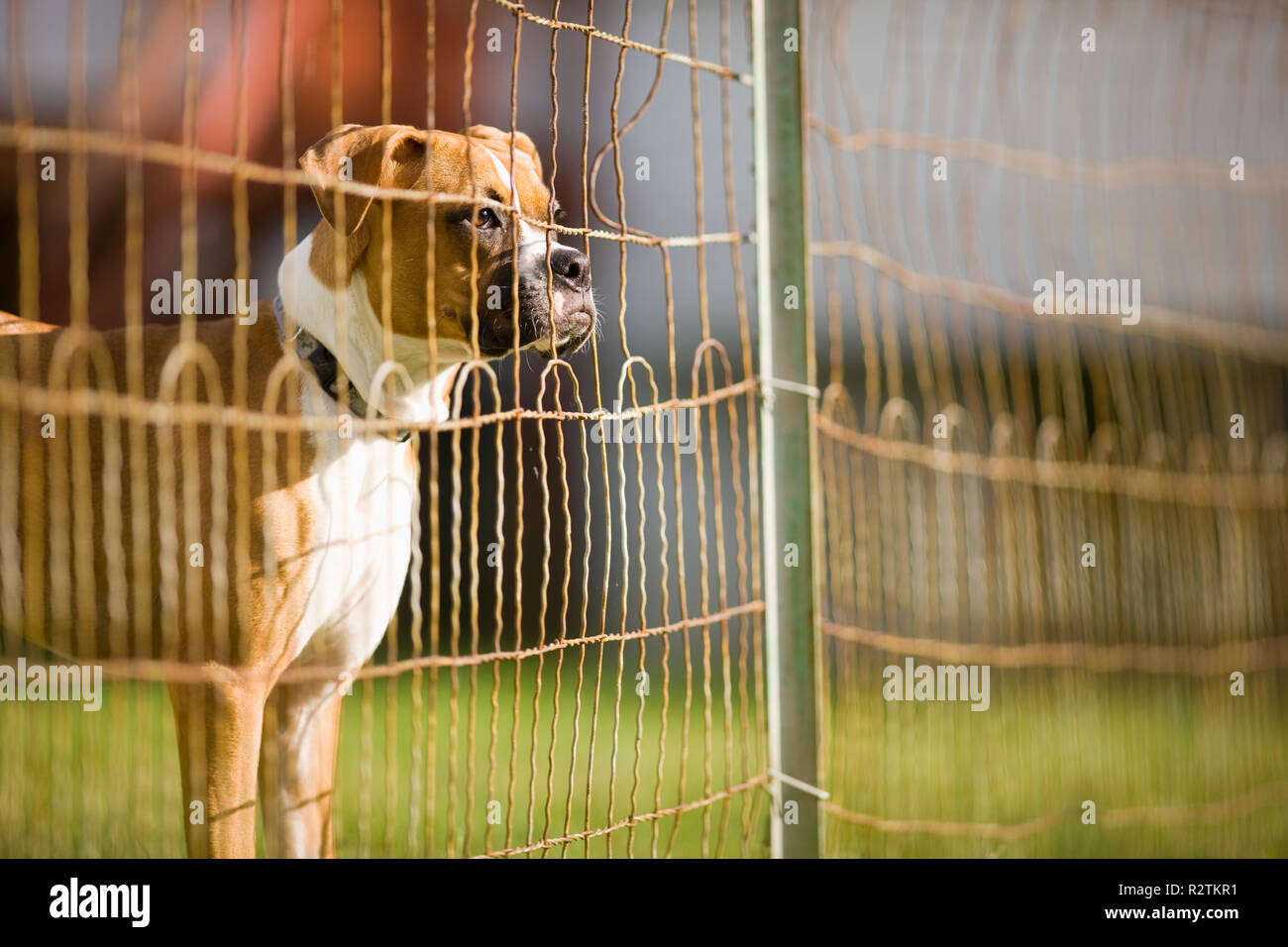 Boxer dog looking through fence hi-res stock photography and images - Alamy