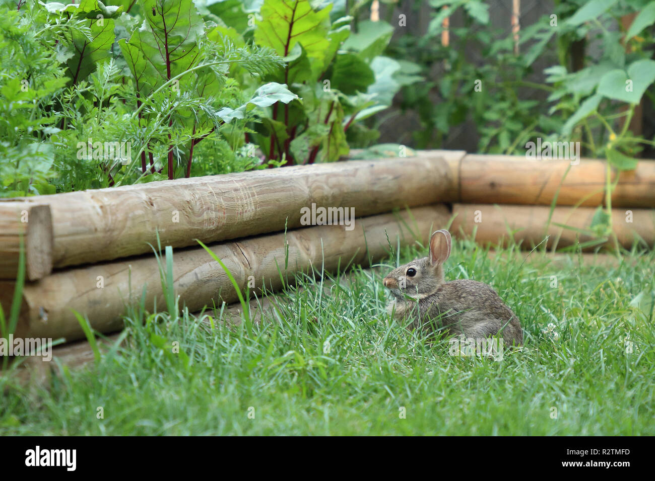 Hare in garden hi-res stock photography and images - Alamy