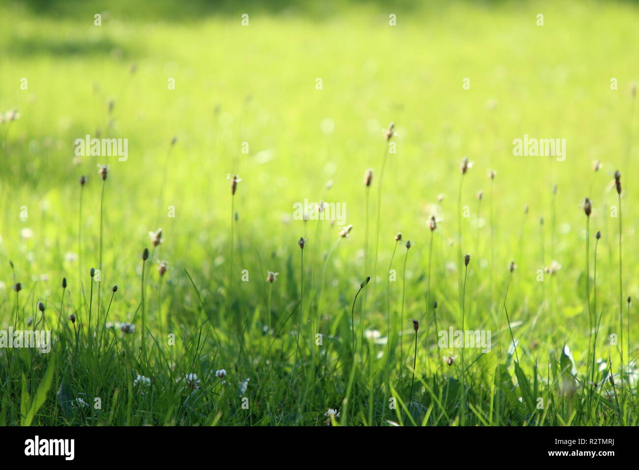 Green sunlit grass, summer background Stock Photo - Alamy