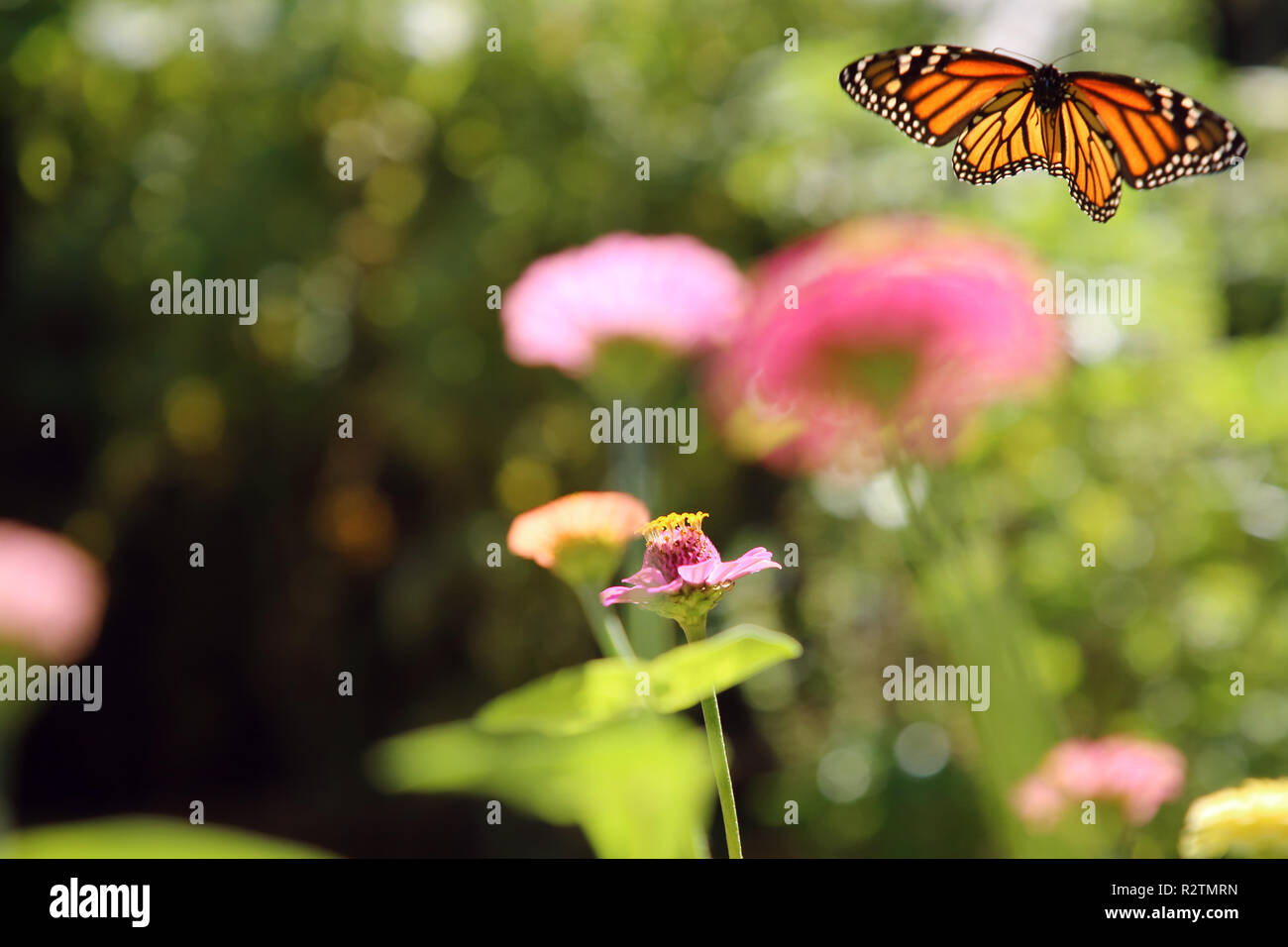 Butterfly flight pattern hi-res stock photography and images - Alamy
