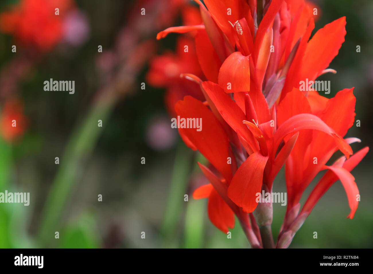 Red Canna lily flower background Stock Photo - Alamy