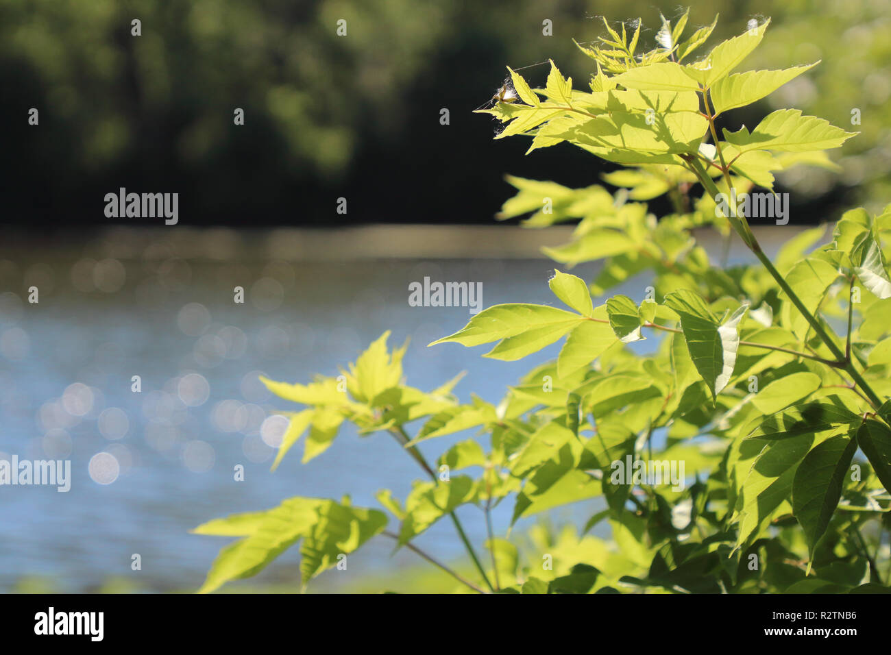 Riverbank background hi-res stock photography and images - Alamy